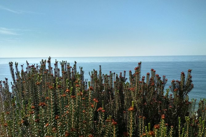 Donana National Park and El Rocío: Private Tour From Seville - Pricing and Inclusions for the Tour