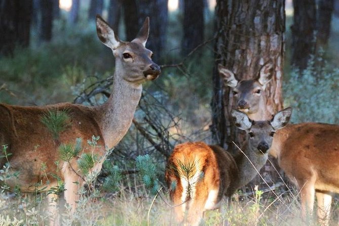 Donana National Park: Guided Day Tour From Seville - Highlights of the Adventure