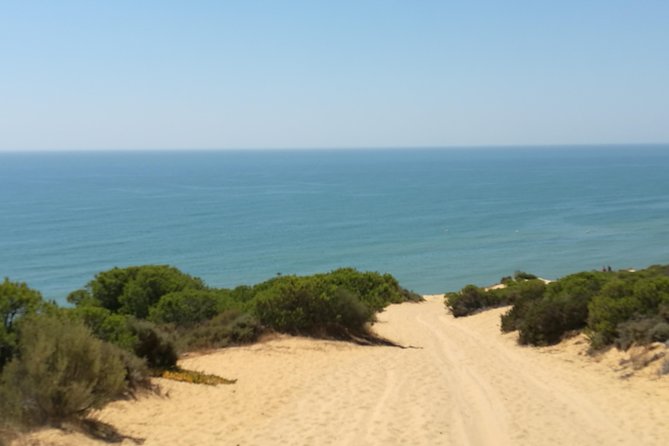 Donana National Park: Guided Day Tour From Seville - Wildlife and Nature Experiences