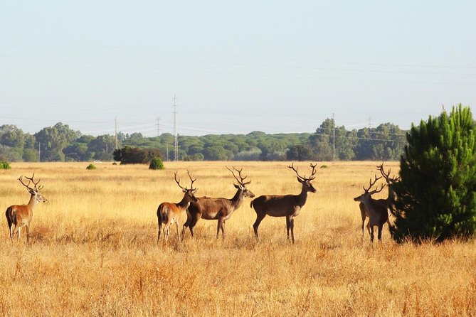 Donana National Park: Guided Day Tour From Seville - Cultural Immersion in El Rocío