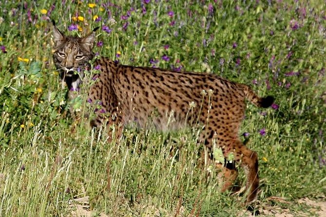 Donana National Park & Matalascanas Guided Tour from Seville - An In-Depth Look at the Tour Experience