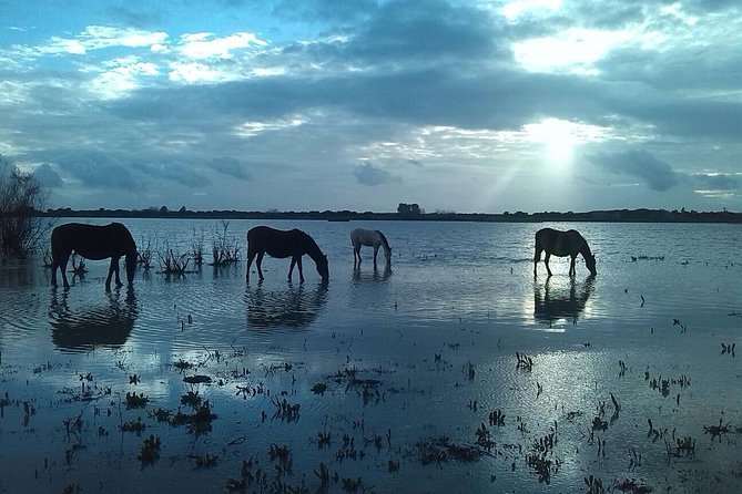 Doñana Natural Park Full-Day Tour from Seville - Authentic Feedback from Participants