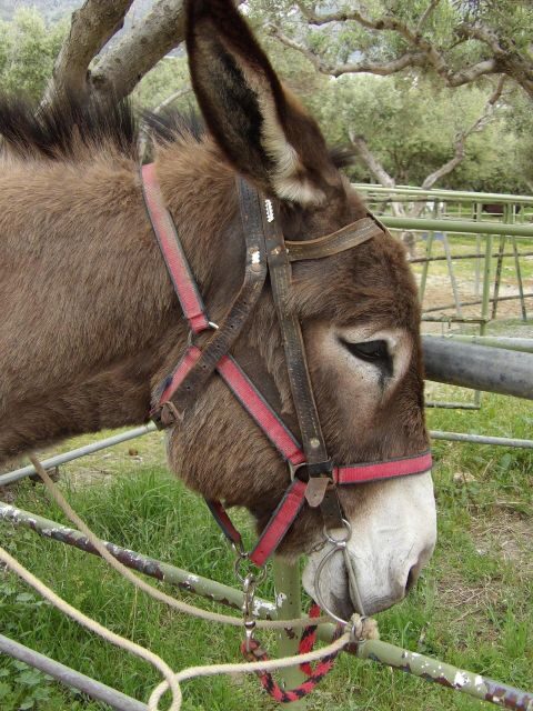 Donkey Riding - Coastline Ride - An Authentic, Slow-Paced Adventure Along Greece’s Crete Coast