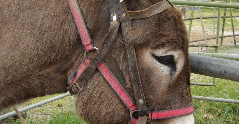 Donkey Riding - Coastline Ride - Practical Tips for Participants