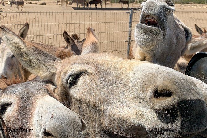 Donkey Sanctuary Tour with a Local Guide - An In-Depth Look at the Bonaire Donkey Sanctuary Tour