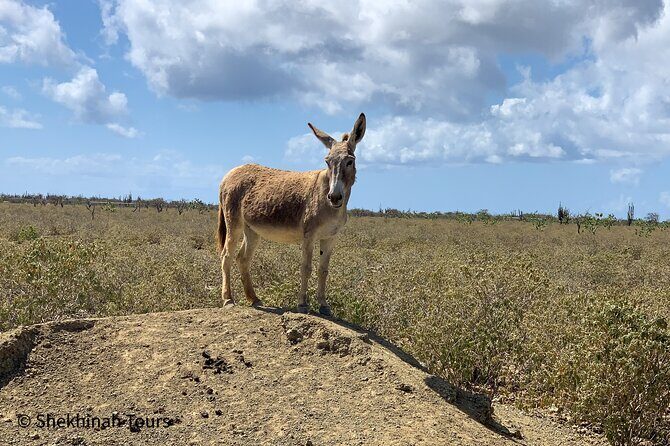 Donkey Sanctuary Tour with a Local Guide - Final Thoughts