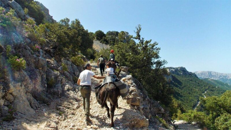 Donkey Walk in Suttaterra Forest From Dorgali - Explore Sardinia Hinterland With Donkeys