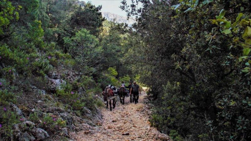 Donkey Walk in Suttaterra Forest From Dorgali - Local Picnic Lunch in a Shepherds Sheepfold
