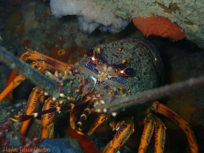 Double Boat Dive with Equipment - FAQ