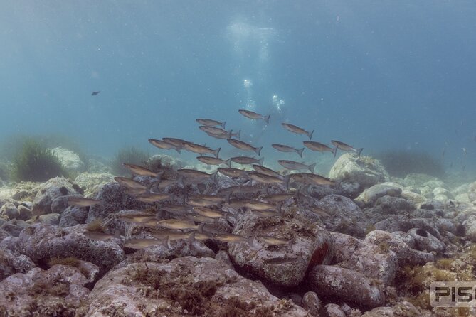 Double Discover Scuba Diving Review: Ultimate Experience - Facilities and Meeting Point