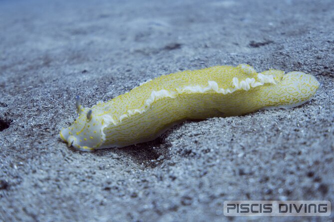 Double Discover Scuba Diving Review: Ultimate Experience - Highlights of the Scuba Diving Experience