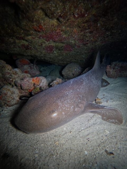 Double Dive for Certified Divers - Who Should Consider This Tour?