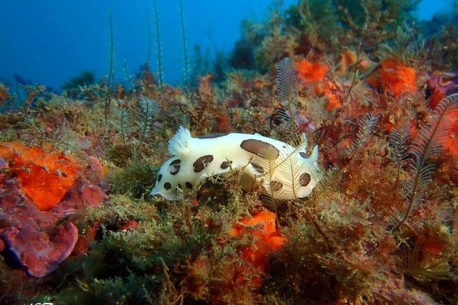 Double dive in the Algarve. Don't stop on the beach! - FAQ