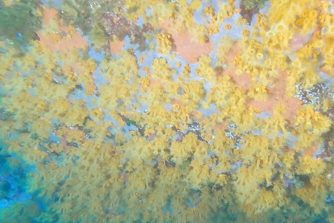 Double Dive in the Capo Carbonara Marine Protected Area, for Patents. - About Your Stay