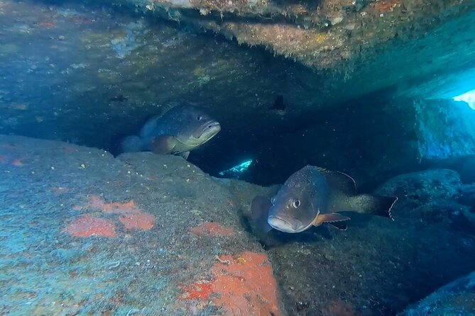 Double Dive in the Capo Carbonara Marine Protected Area, for Patents. - What to Expect During Your Dive