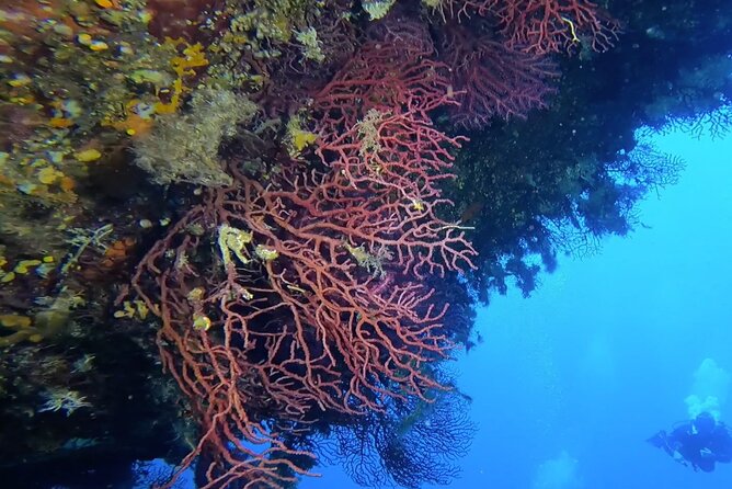 Double Dive in the Capo Carbonara Marine Protected Area, for Patents. - Reviewing the Booking Process and Policies