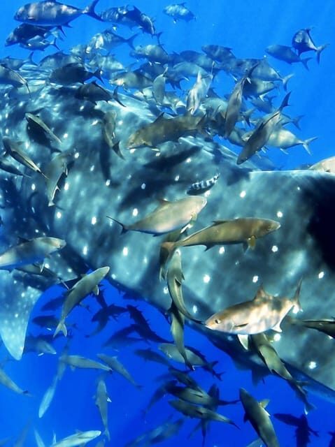 Double Dive the Azores, in the middle of the Atlantic Ocean - Key Points