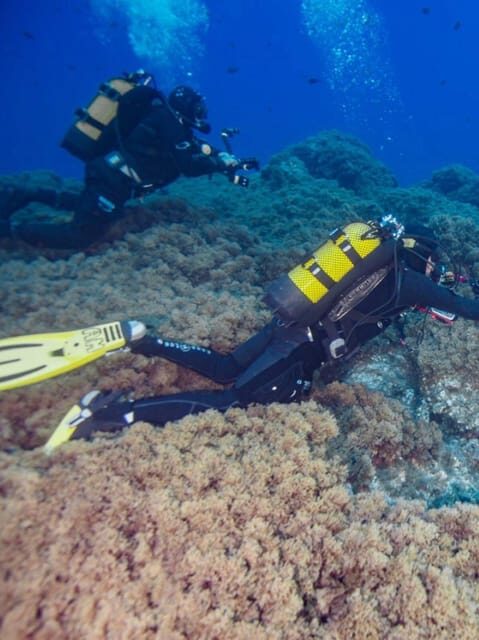 Double Dive the Azores, in the middle of the Atlantic Ocean - An In-Depth Look at the Experience