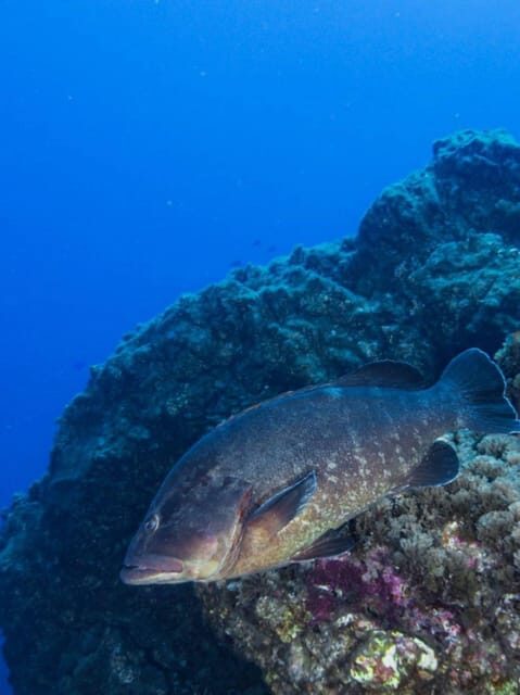 Double Dive the Azores, in the middle of the Atlantic Ocean - Summing Up: Who Will Love This?