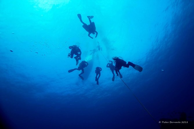 Double Dive the Fantastic Ocean Revival Park - FAQ