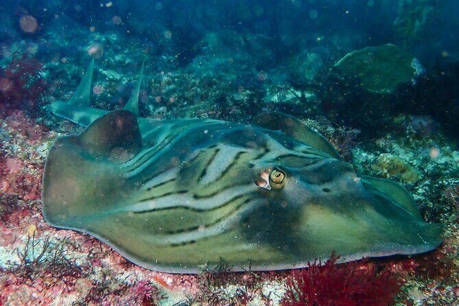 Double Dive to South Solitary Island Coffs Harbour - Why the Equipment Matters