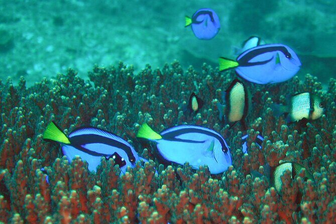 Double Dive to South Solitary Island Coffs Harbour - Group Size & Safety