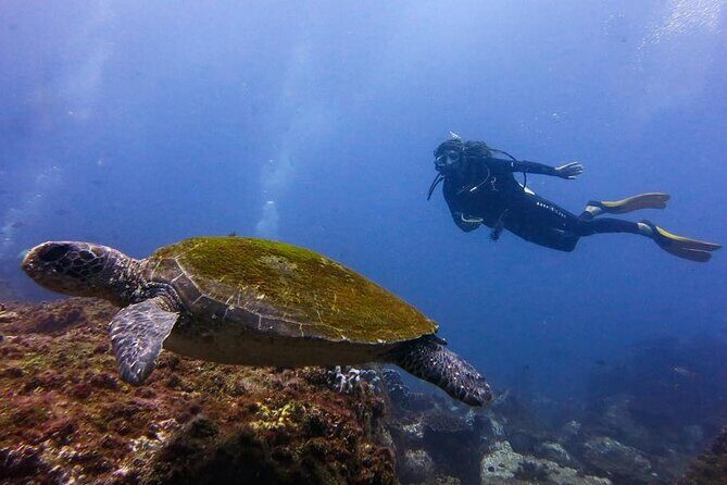Double Dive to South Solitary Island Coffs Harbour - The Sum Up
