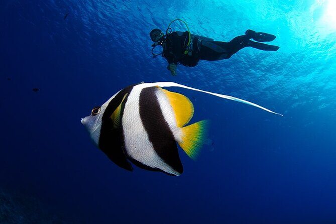 Double Diving Adventure Exploration for Certified Divers - A Closer Look at the Tahiti Diving Experience