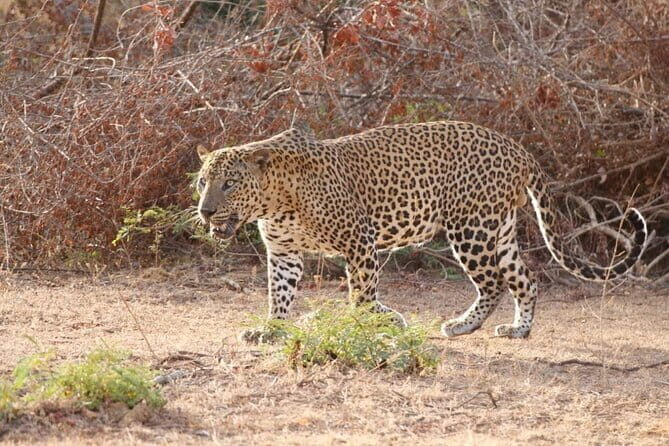 DOUBLE SAFARI -Udawalawe & Yala Safari Private Day Tour - Key Points