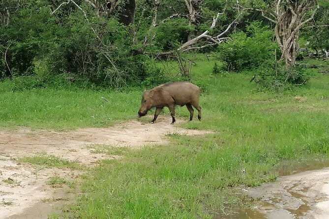 DOUBLE SAFARI -Udawalawe & Yala Safari Private Day Tour - FAQ