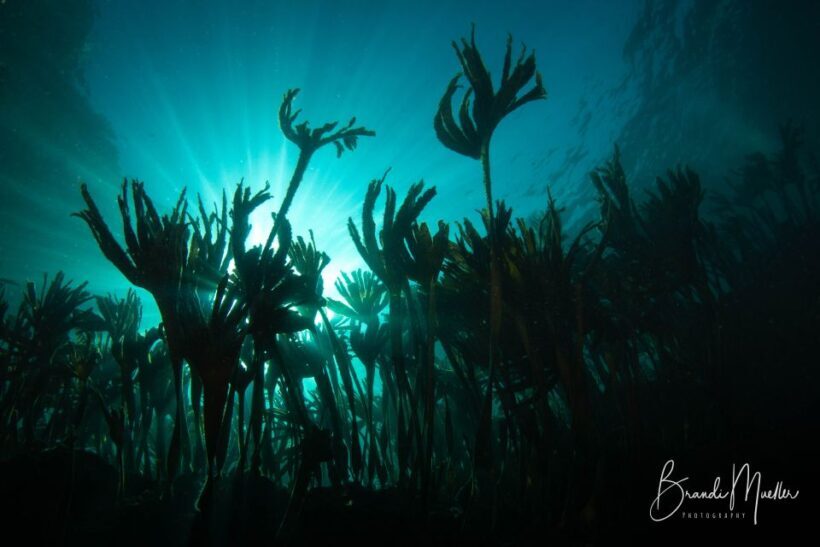 Double Scuba Dive on a Marine Reserve - What Makes This Tour Stand Out