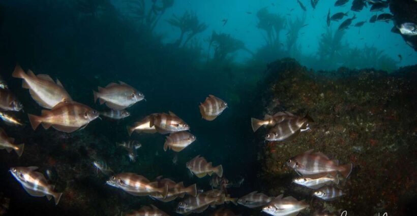 Double Scuba Dive on a Marine Reserve - Who Should Consider This Tour?