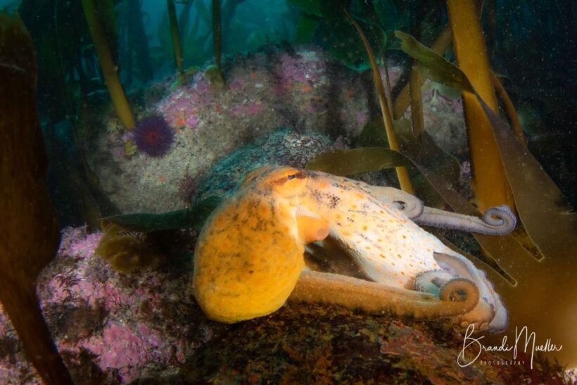 Double Scuba Dive on a Marine Reserve - FAQ