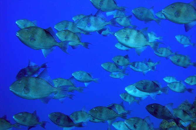 Double Scuba Diving - Meeting and Pickup Details