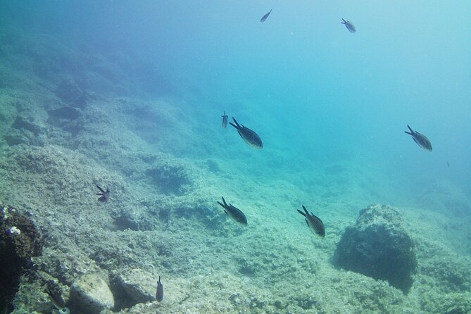 Double Shore Dive (certified divers) - Key Points