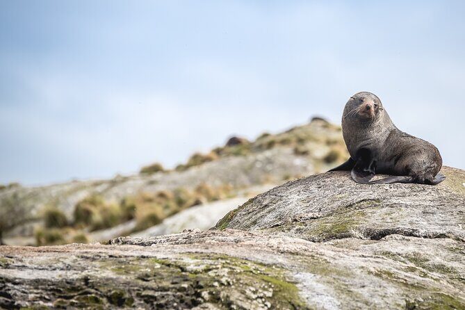 Doubtful Sound Wilderness Cruise from Queenstown - FAQ