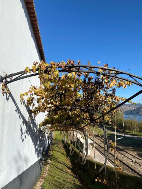 Douro - tour with train, walking, picnic and wines - An Engaging Day in Douro: What Travelers Can Expect