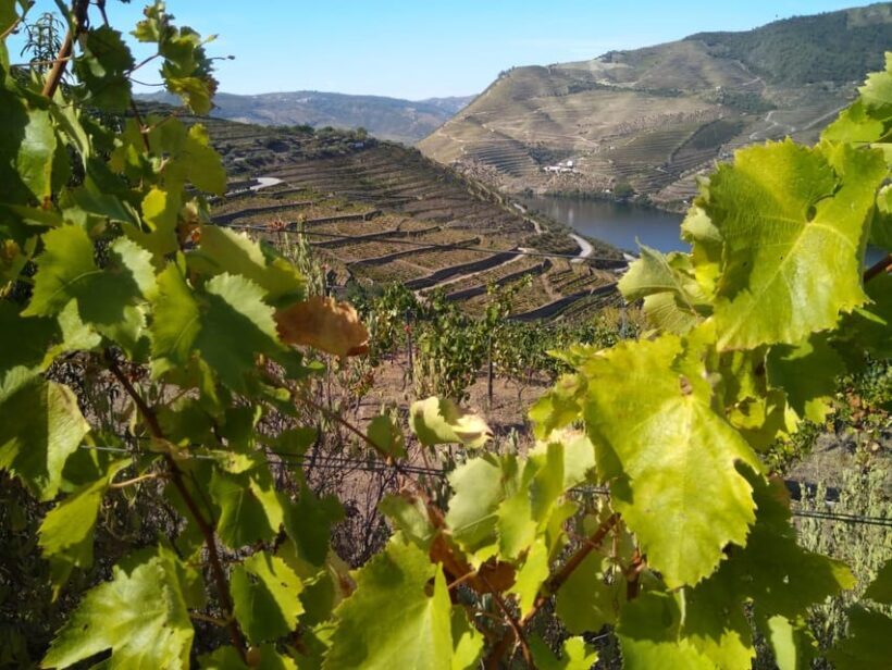 Douro Valley & Amarante - from Porto, Braga or Guimarães - Who Is This Tour Best For?