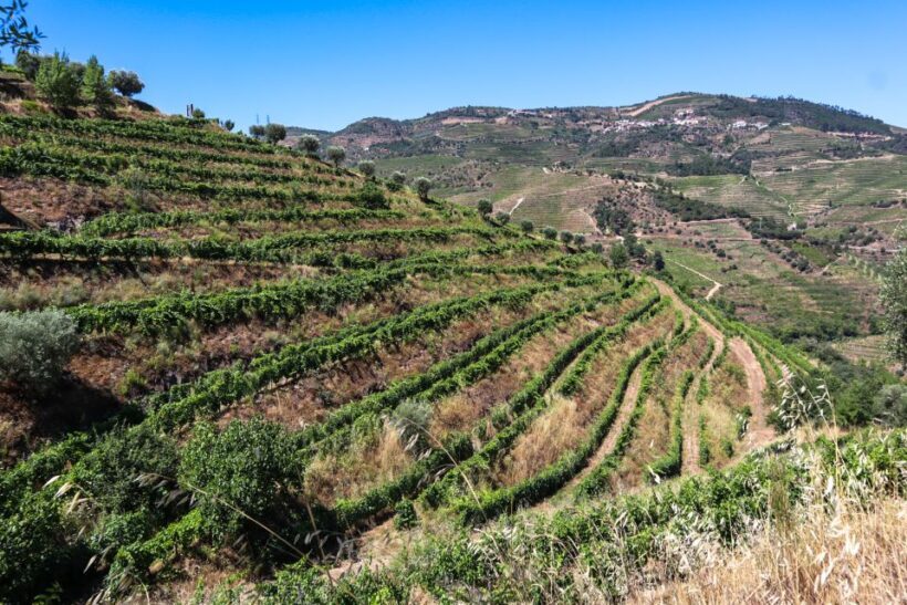 Douro Valley: Douro Valley Tour Including 3 Wineries - The Overall Vibe and Who It Suits Best