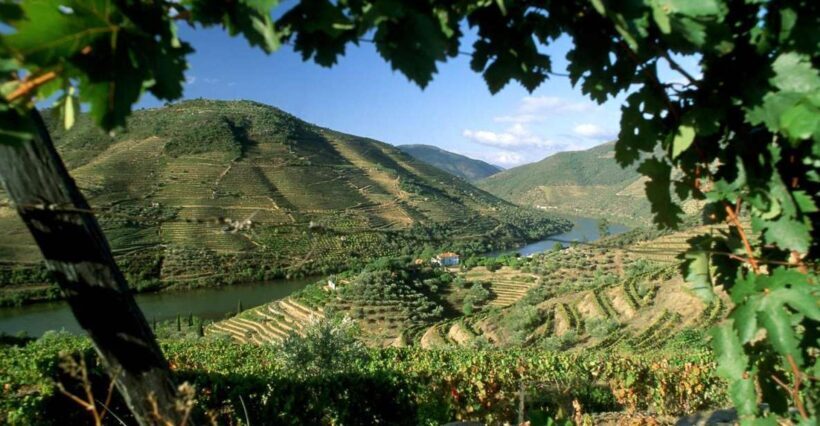 Douro Valley: Full-Day Private Tour from Porto - An In-Depth Look at the Douro Valley Private Tour