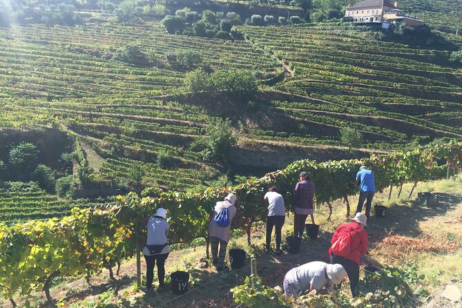 Douro Valley Majestic - Practical Tips and Advice