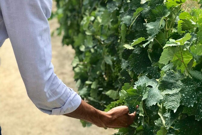 Douro Valley Premium Tours - Private Driver & Guide - Visiting a Boutique Family Winery: Authenticity and Tradition