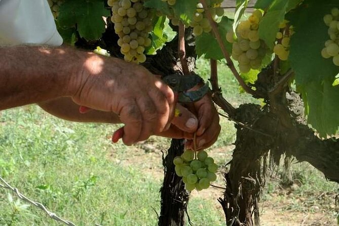 Douro Valley Premium with wine tasting lunch and boat - The Sum Up