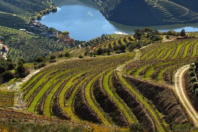 Douro Valley Private Wine Tour From Lisbon - Key Points