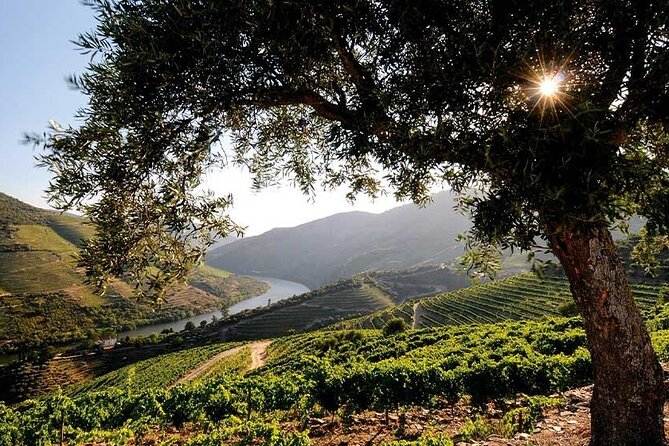 Douro Valley Small-Group Tour: 2 Wineries, Lunch, Optional Cruise - Who Will Love This Tour?