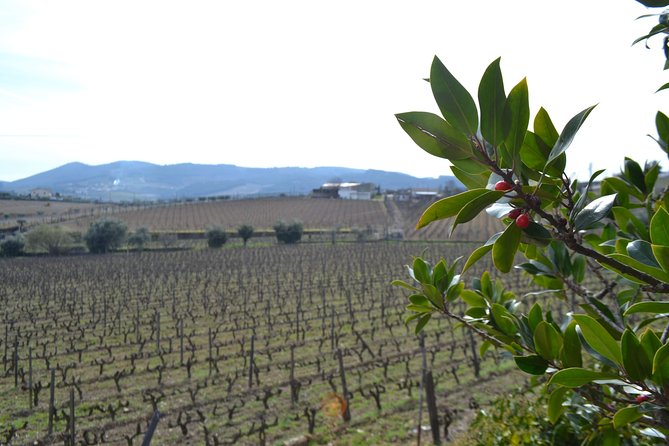 Douro Valley Tour: 2 Vineyard Visits, River Cruise, Winery Lunch - FAQs About the Douro Valley Tour