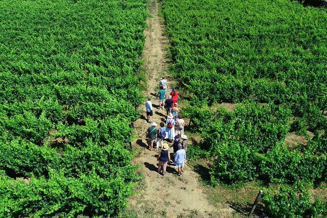 Douro Valley Tour - 3 Wine tastings, Lunch & river Cruise - An Authentic Flavor of Portugal: The Douro Valley Tour