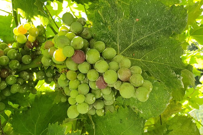 Douro Valley Tour with Train and Vinho Verde - Authentic Experiences and Real-World Impressions