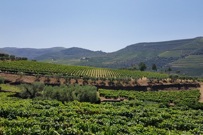 Douro Valley Wine Tour: 3 Vineyard Visits, Wine Tastings, Lunch - The Drive to Pinhão and Scenic Lunch