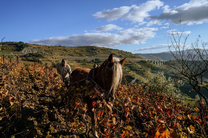 Douro Valley With Tastings, Lunch in a Winery and Boat Tour - Enjoying a Relaxing Boat Cruise on the Douro River